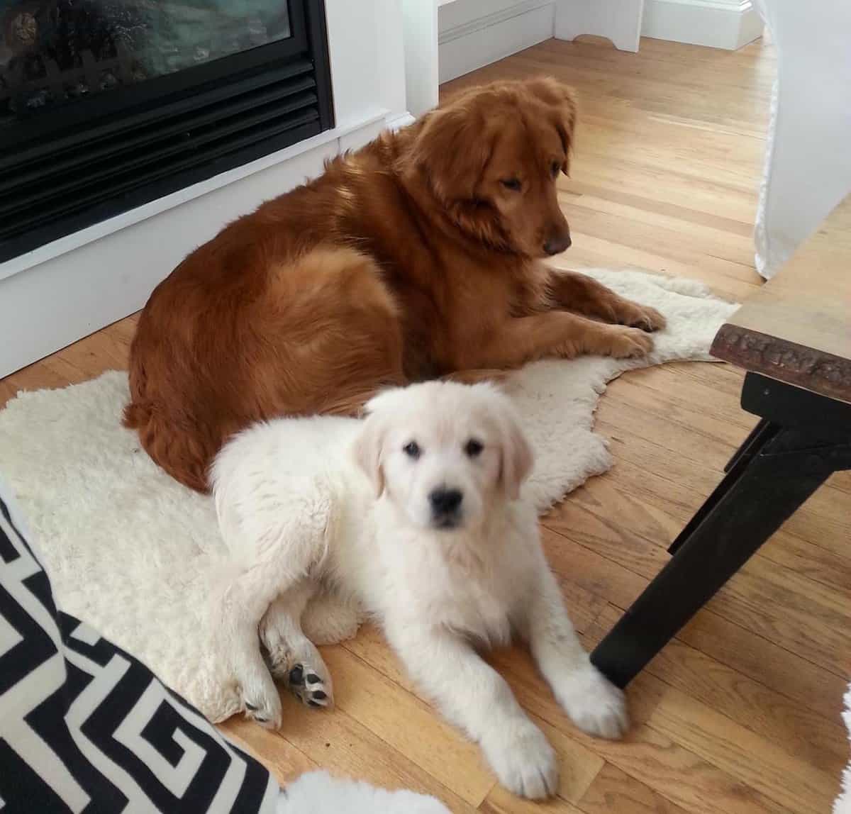 Getting a Dog Now That My Teen Are Older Has Been Magical